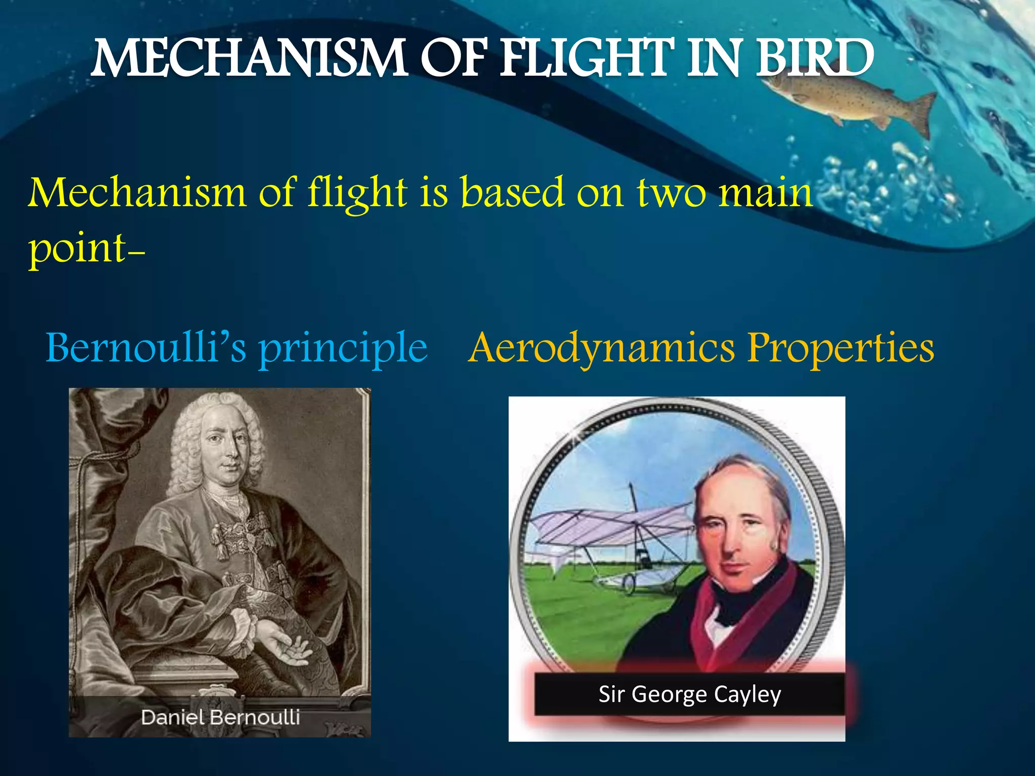 Mechanism of flight in bird | PPT