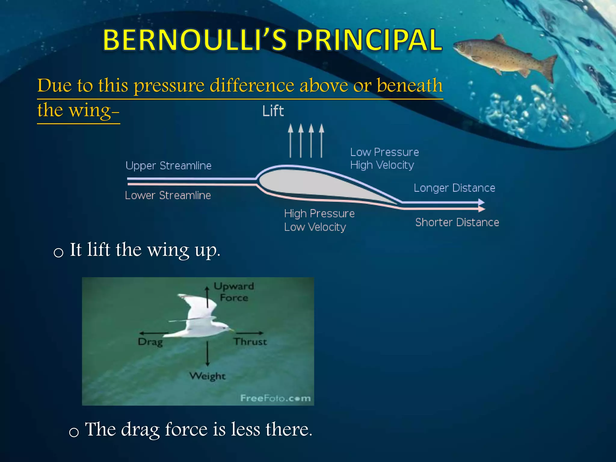 Mechanism of flight in bird | PPTX