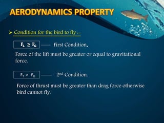 Mechanism of flight in bird | PPTX