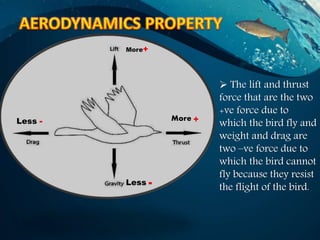 Mechanism of flight in bird | PPTX