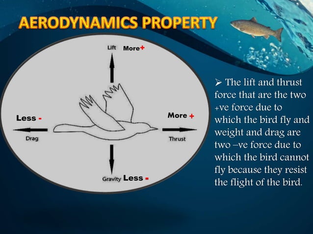 Mechanism of flight in bird | PPTX | Birdwatching | Hobbies & Interests