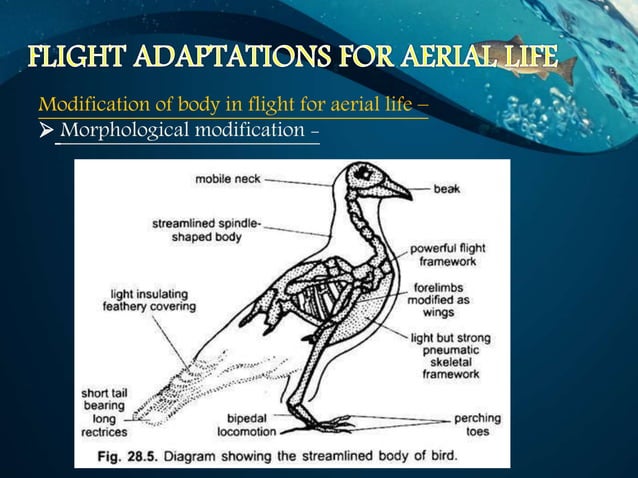 Mechanism of flight in bird | PPTX | Birdwatching | Hobbies & Interests