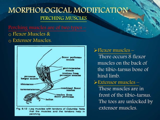 Mechanism of flight in bird | PPTX | Birdwatching | Hobbies & Interests