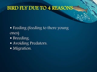 Mechanism of flight in bird | PPTX