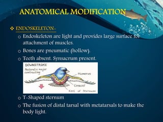 Mechanism of flight in bird | PPTX