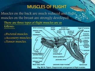 Mechanism of flight in bird | PPTX