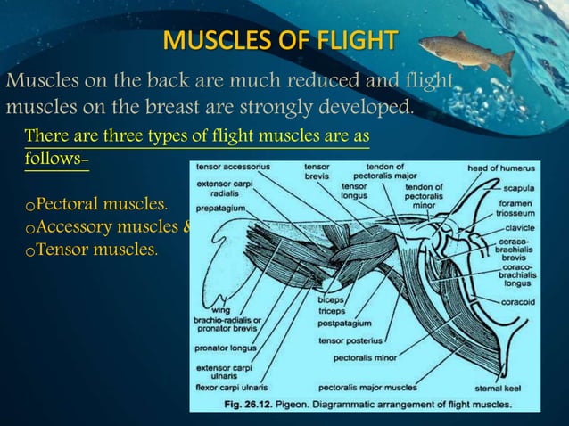Mechanism of flight in bird | PPTX | Birdwatching | Hobbies & Interests