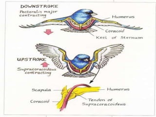 Mechanism of flight in bird | PPTX