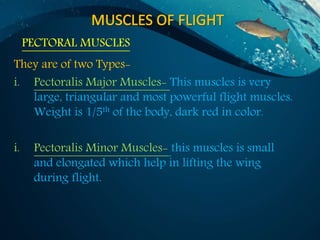 Mechanism of flight in bird | PPTX