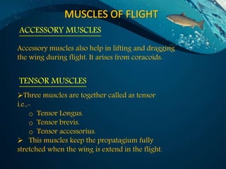 Mechanism of flight in bird | PPTX