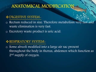 Mechanism of flight in bird | PPTX