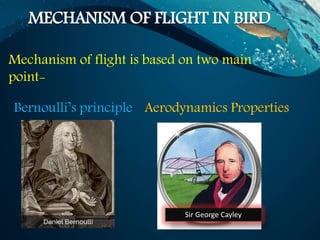 Mechanism of flight in bird | PPTX