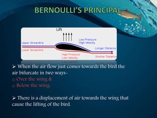 Mechanism of flight in bird | PPTX