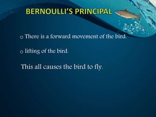 Mechanism of flight in bird | PPTX