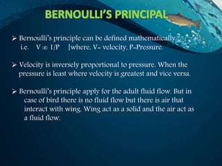 Bernoullis Principle Bird Wing