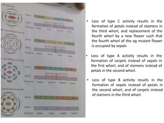 Mechanism of flowering | PPTX