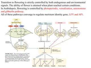 Mechanism of flowering | PPTX