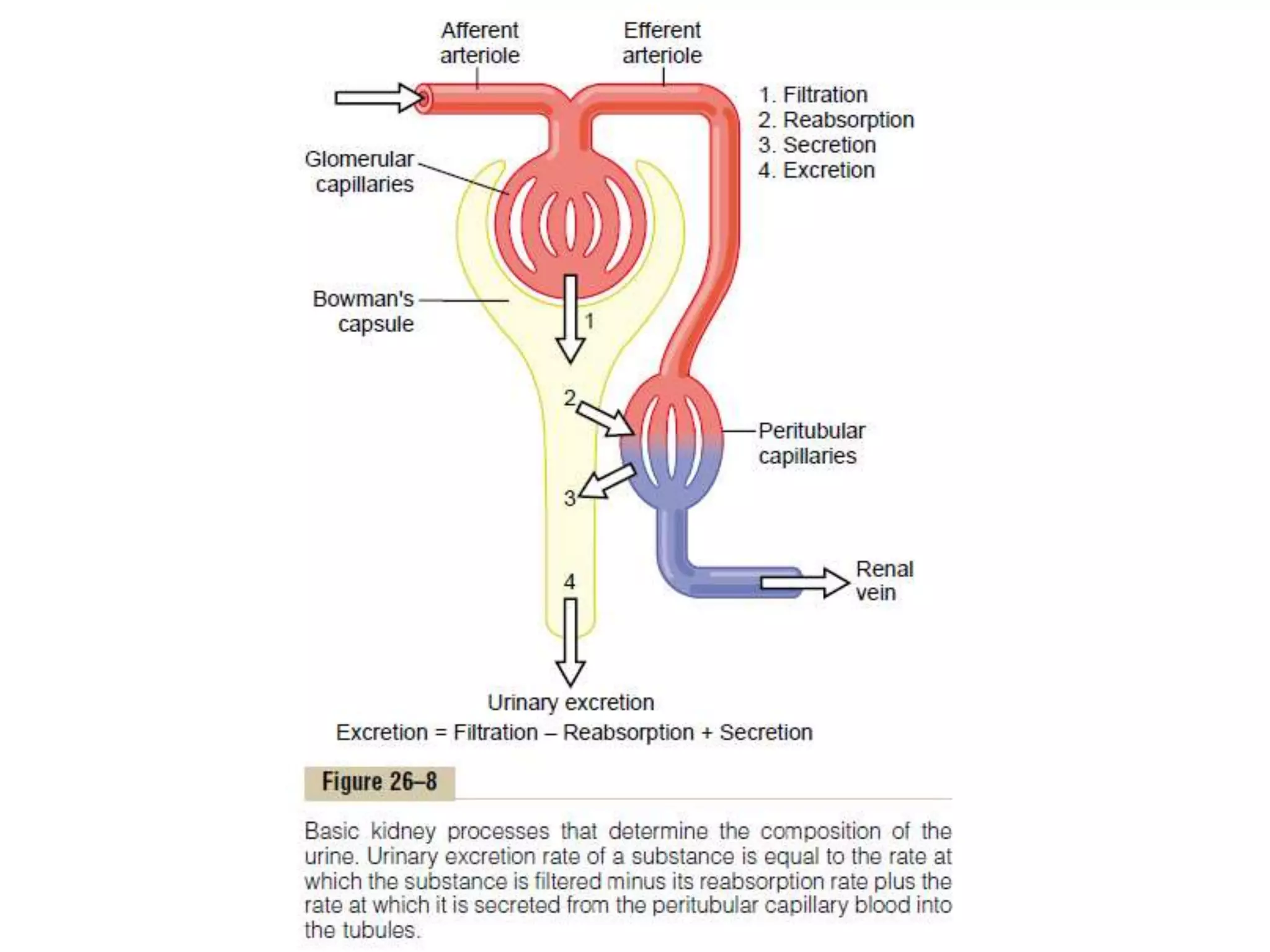 Mechanism of formation of urine | PPTX