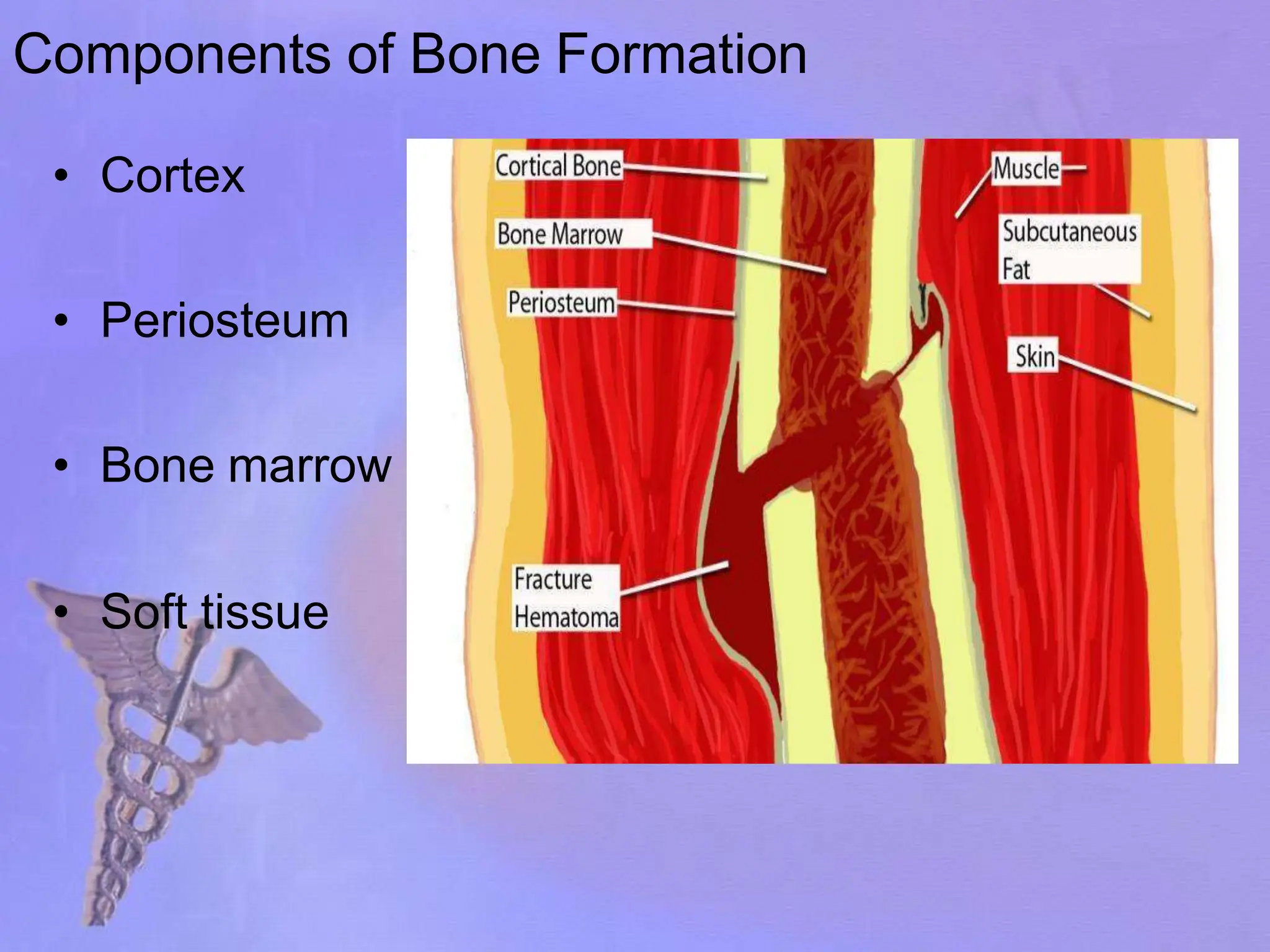 Mechanism of fracture healing and metabolism.pptx