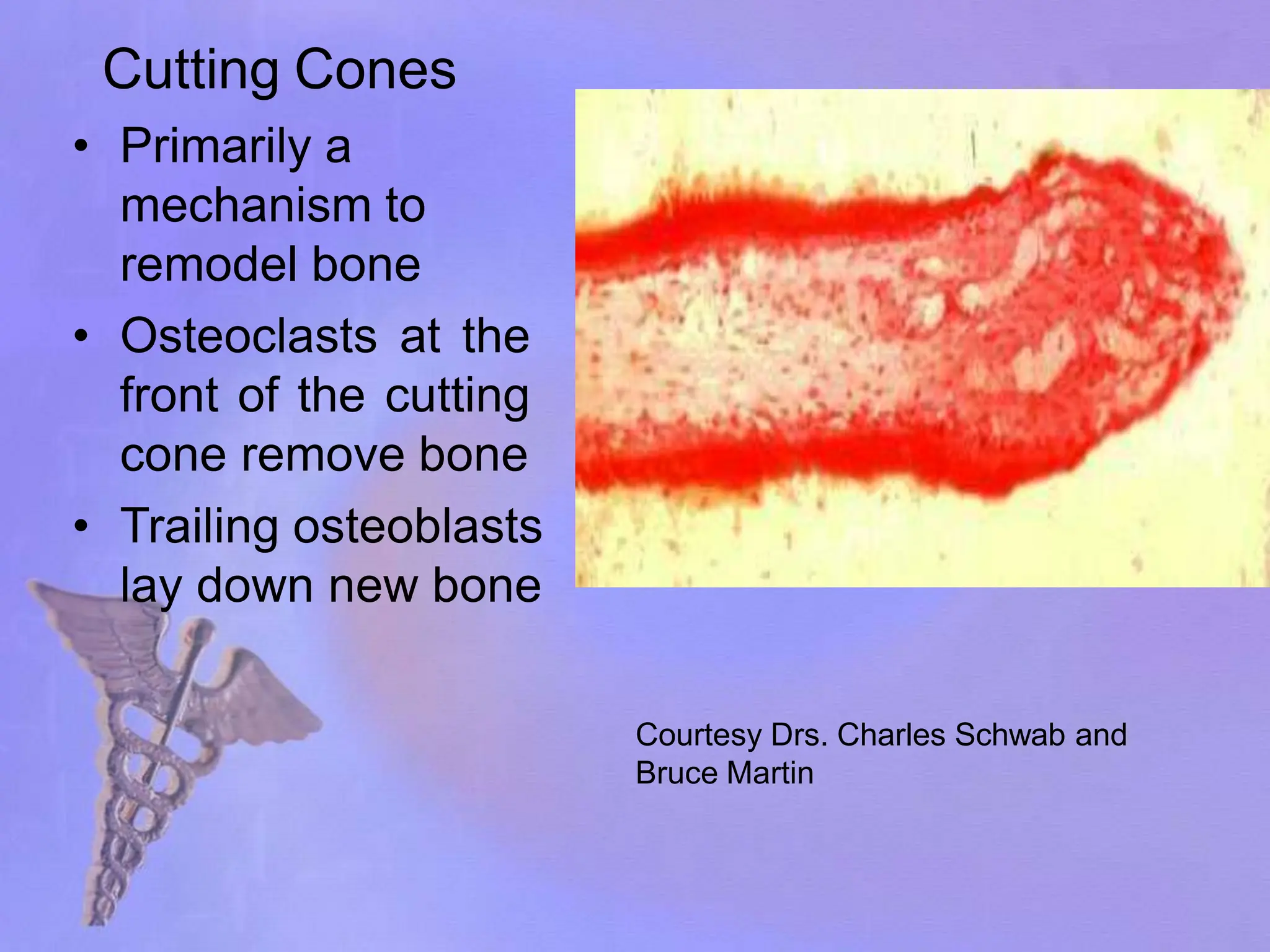 Mechanism of fracture healing and metabolism.pptx