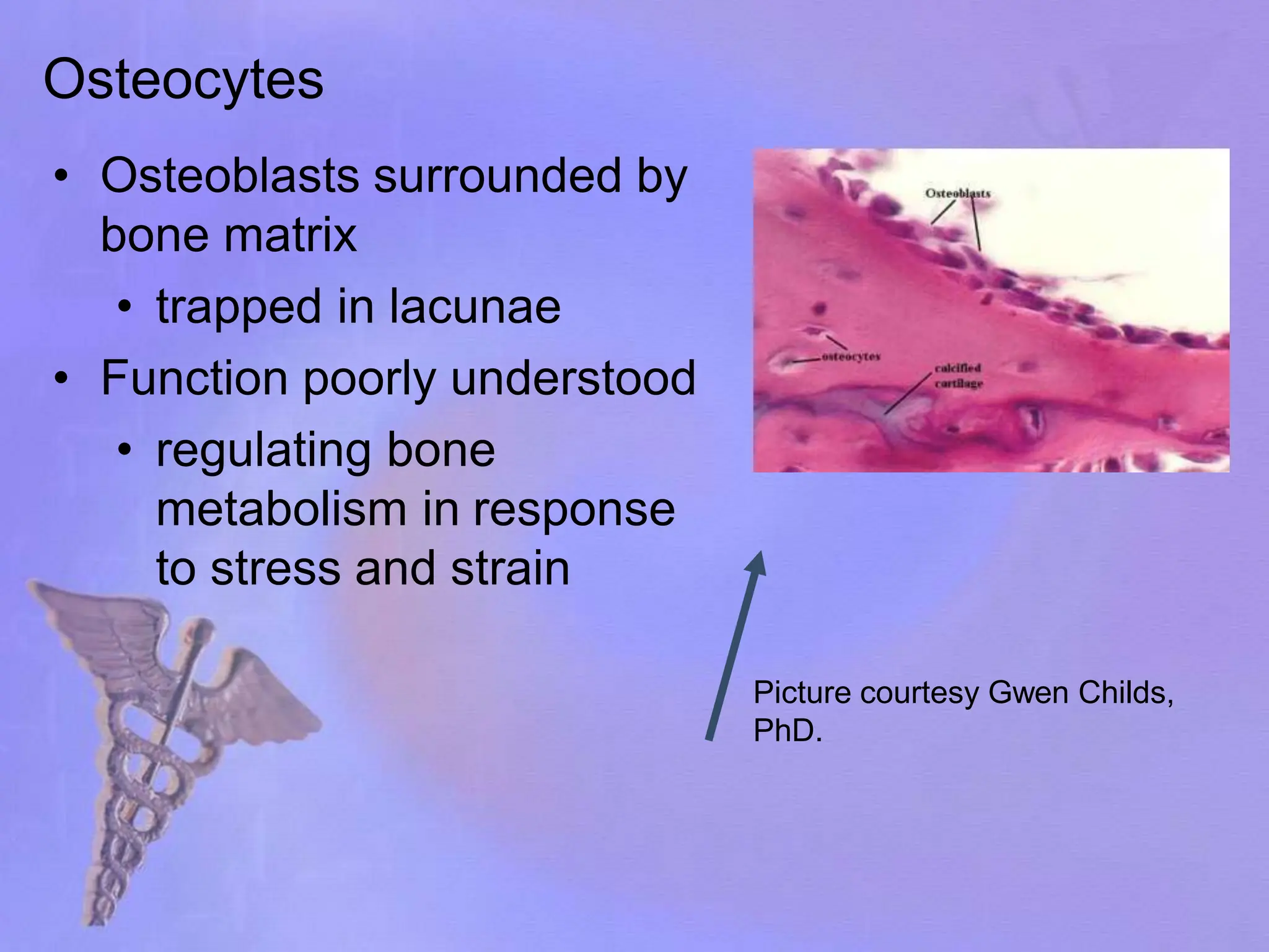 Mechanism of fracture healing and metabolism.pptx