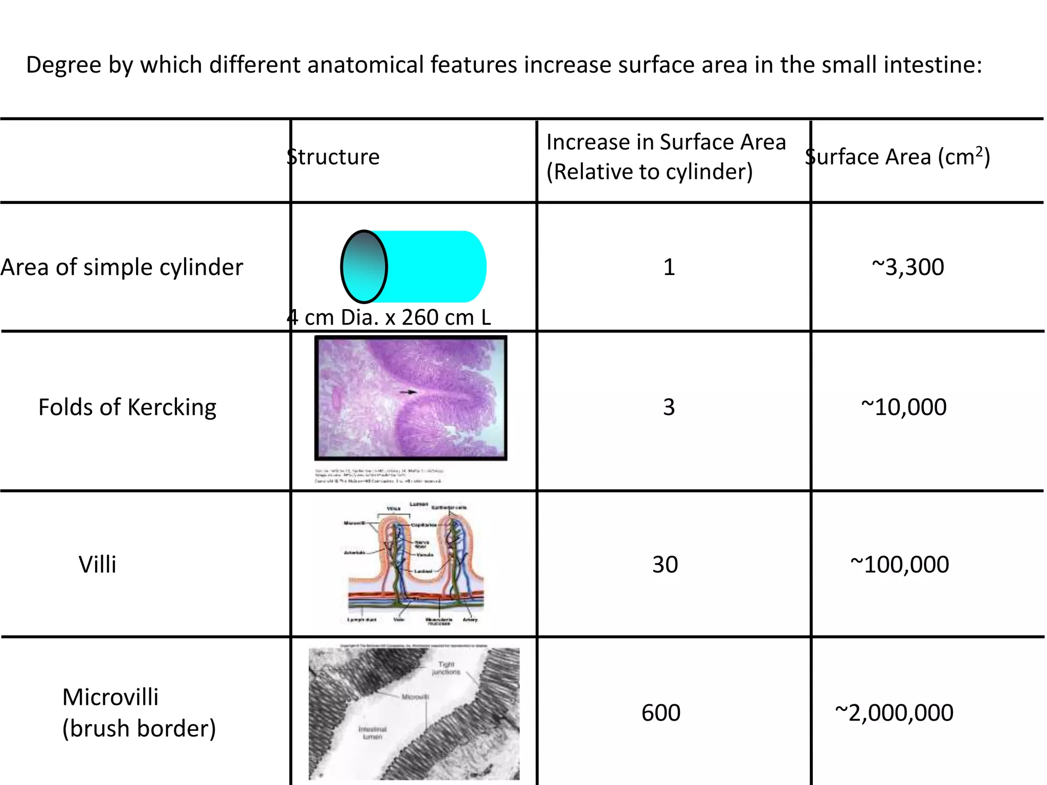 Mechanism of gastrointestinal absorption | PPTX | Chemistry | Science