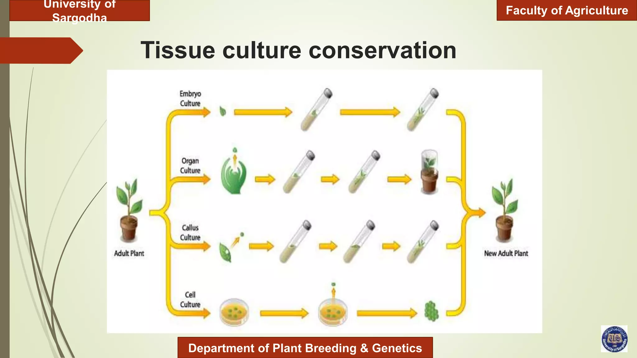 Mechanism of gene banking or Plant Genetic Resources | PPTX