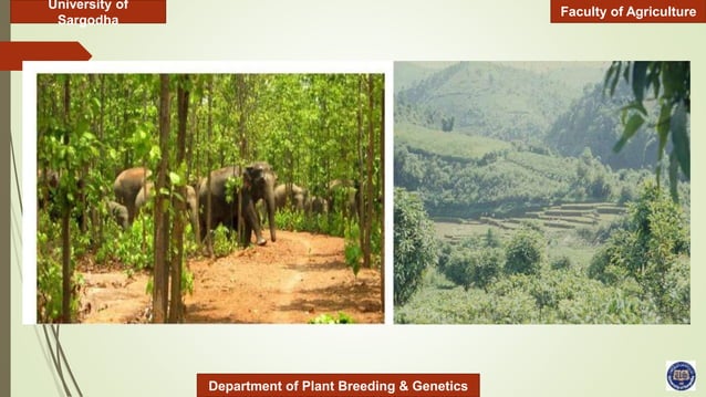 Mechanism of gene banking or Plant Genetic Resources | PPT