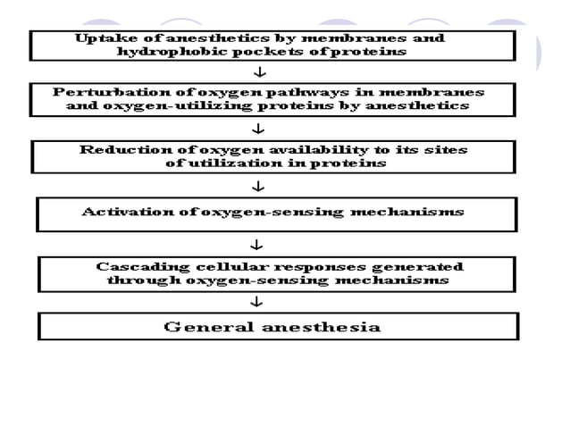 Mechanism of general anaesthesia at molecular level. | PPT | Brain and ...