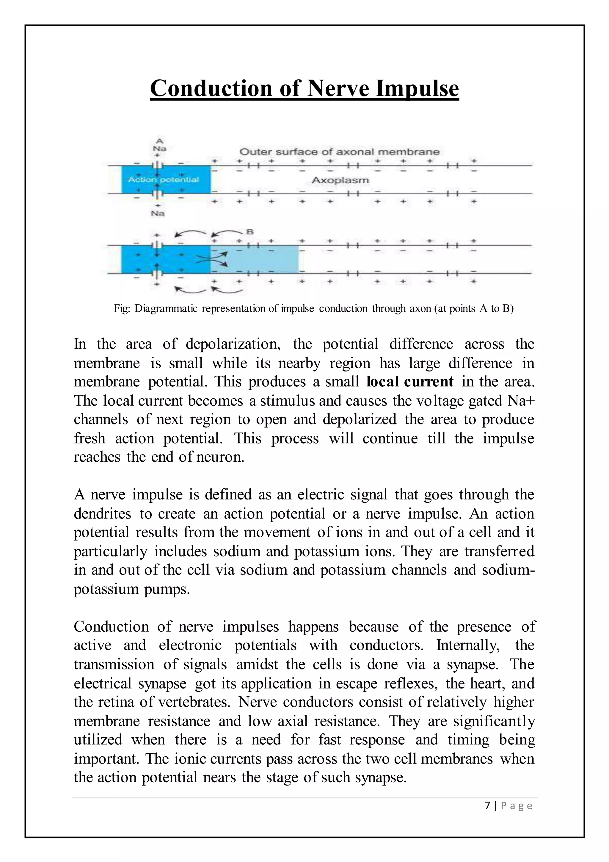 Mechanism of Generation and Propagation of Nerve Impulse.docx | Biological Sciences | Science