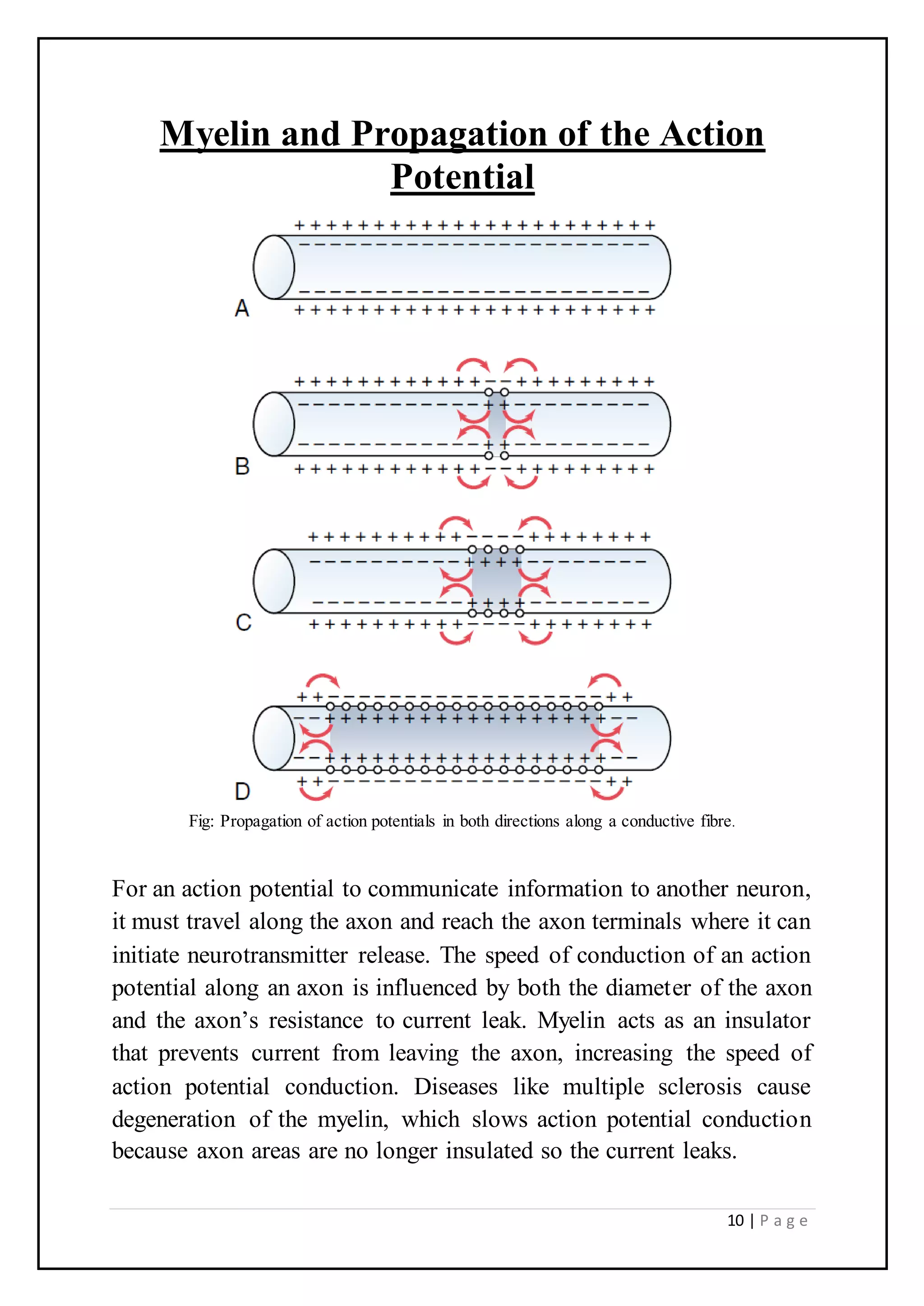 Mechanism of Generation and Propagation of Nerve Impulse.docx