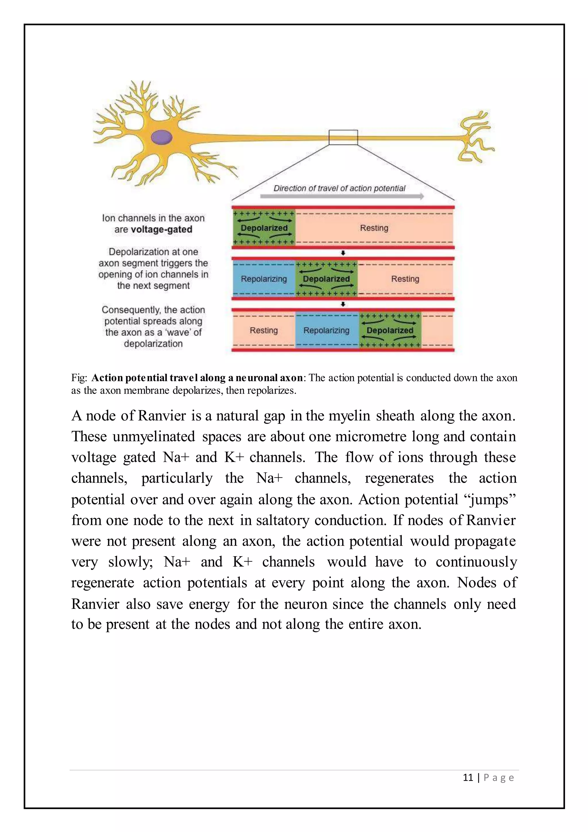 Mechanism of Generation and Propagation of Nerve Impulse.docx