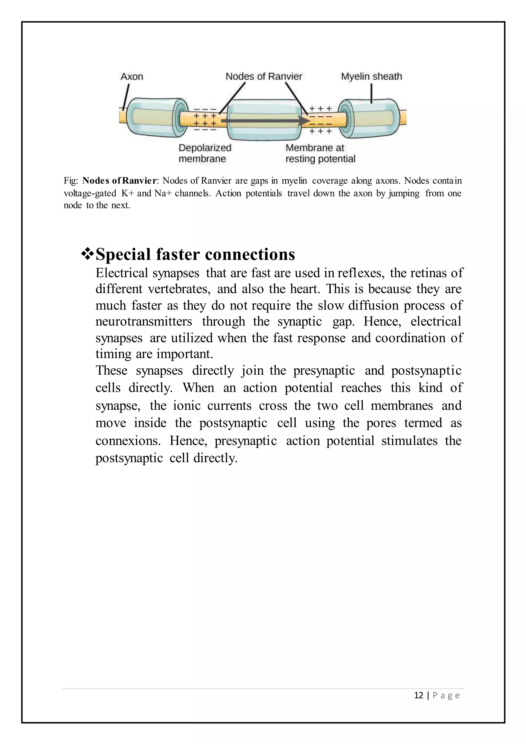 Mechanism of Generation and Propagation of Nerve Impulse.docx | Biological Sciences | Science