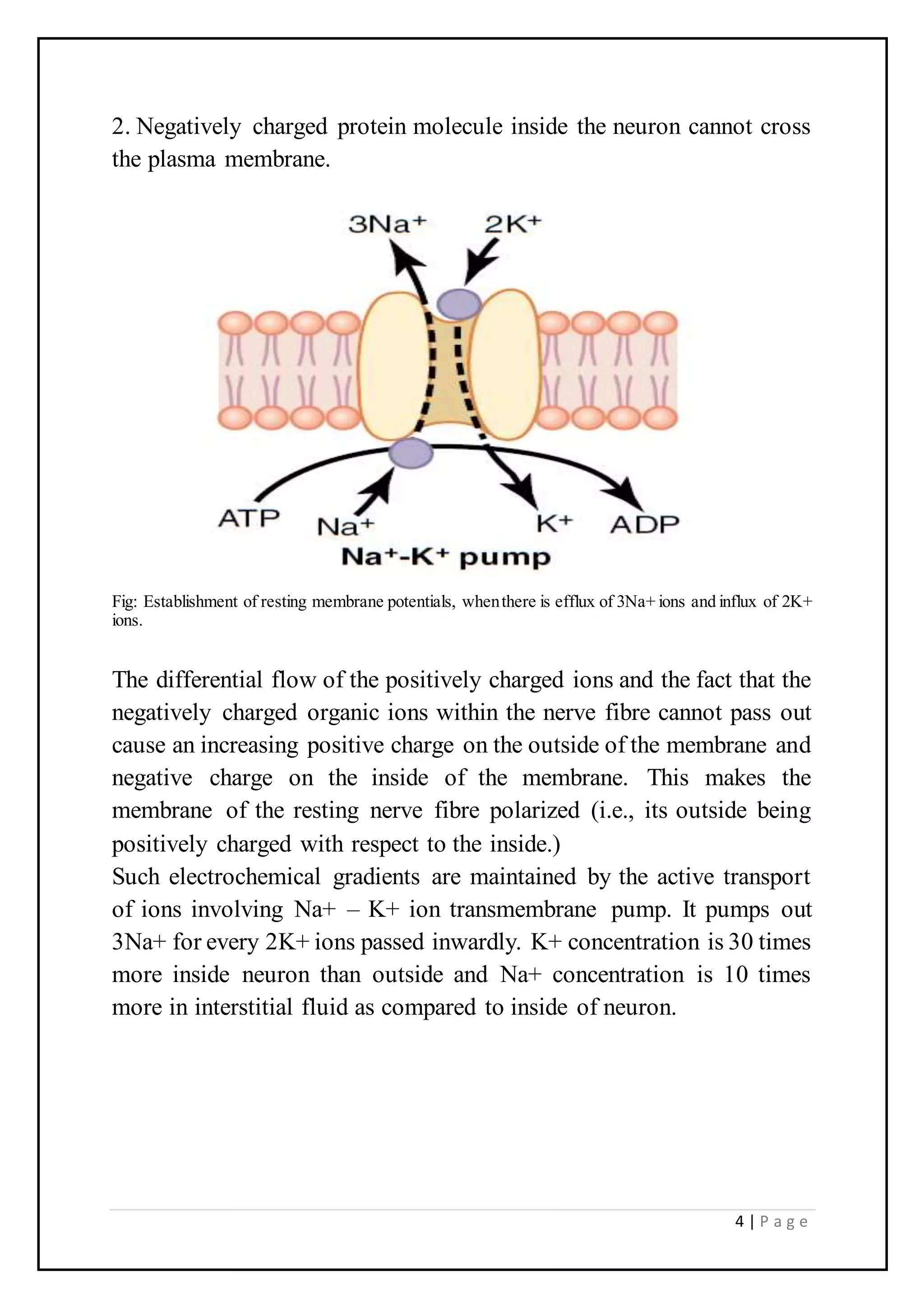 Mechanism of Generation and Propagation of Nerve Impulse.docx | Biological Sciences | Science