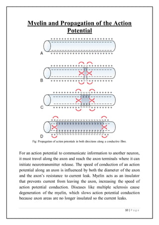 Mechanism of Generation and Propagation of Nerve Impulse.docx ...