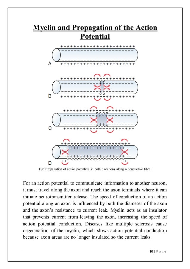 Mechanism of Generation and Propagation of Nerve Impulse.docx | Biological Sciences | Science