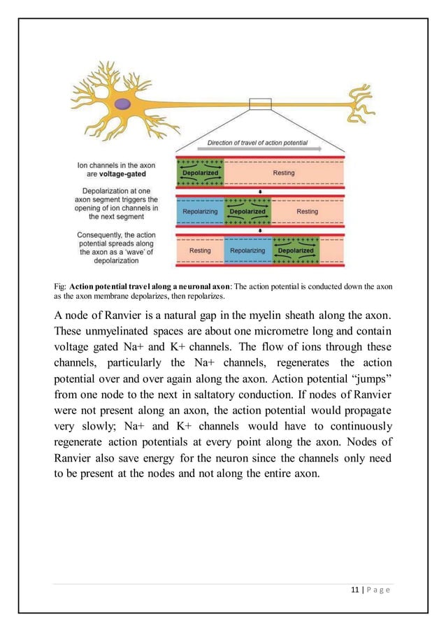 Mechanism of Generation and Propagation of Nerve Impulse.docx | Biological Sciences | Science
