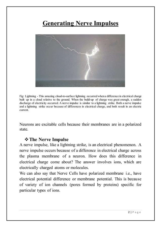 Mechanism of Generation and Propagation of Nerve Impulse.docx ...