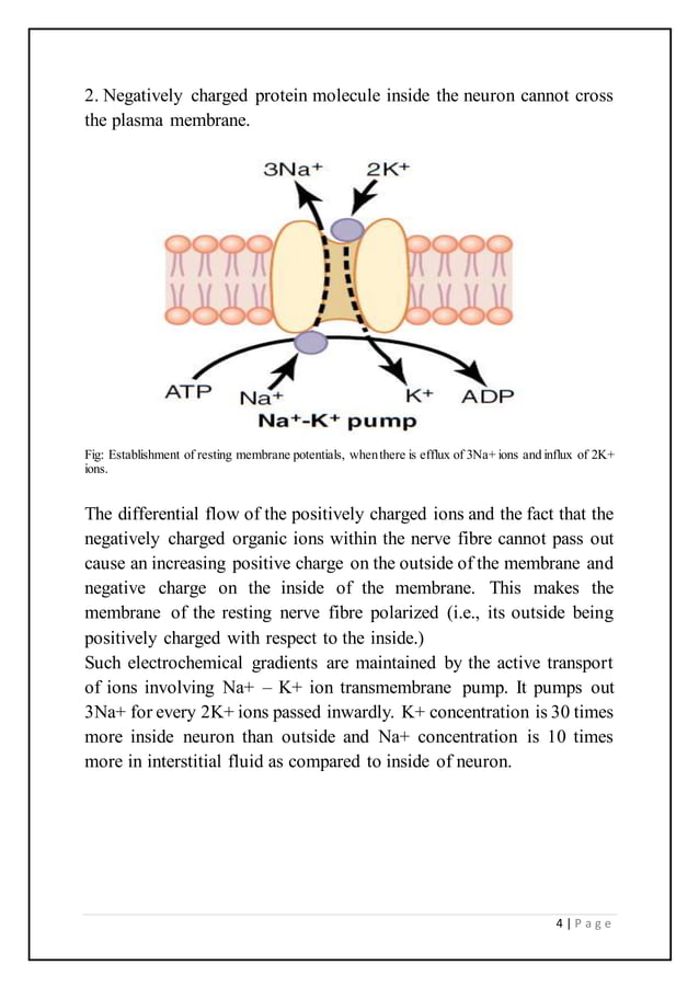 Mechanism of Generation and Propagation of Nerve Impulse.docx | Biological Sciences | Science