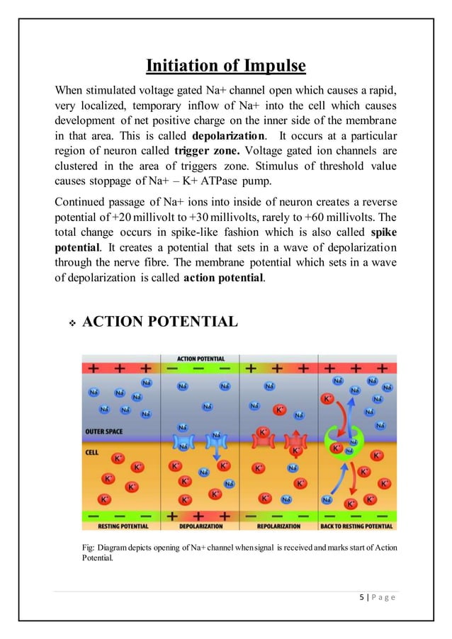 Mechanism of Generation and Propagation of Nerve Impulse.docx | Biological Sciences | Science