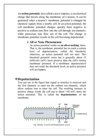 Mechanism of Generation and Propagation of Nerve Impulse.docx