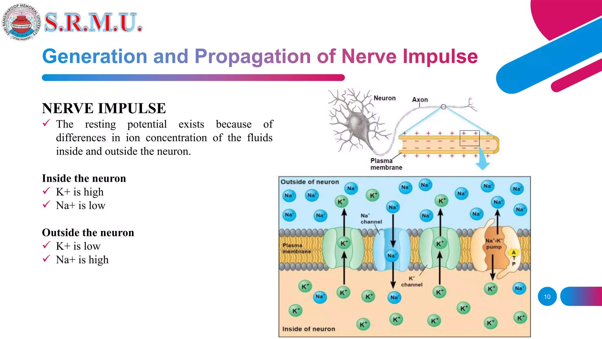 Mechanism of Generation and Propagation of Nerve Impulse.pptx