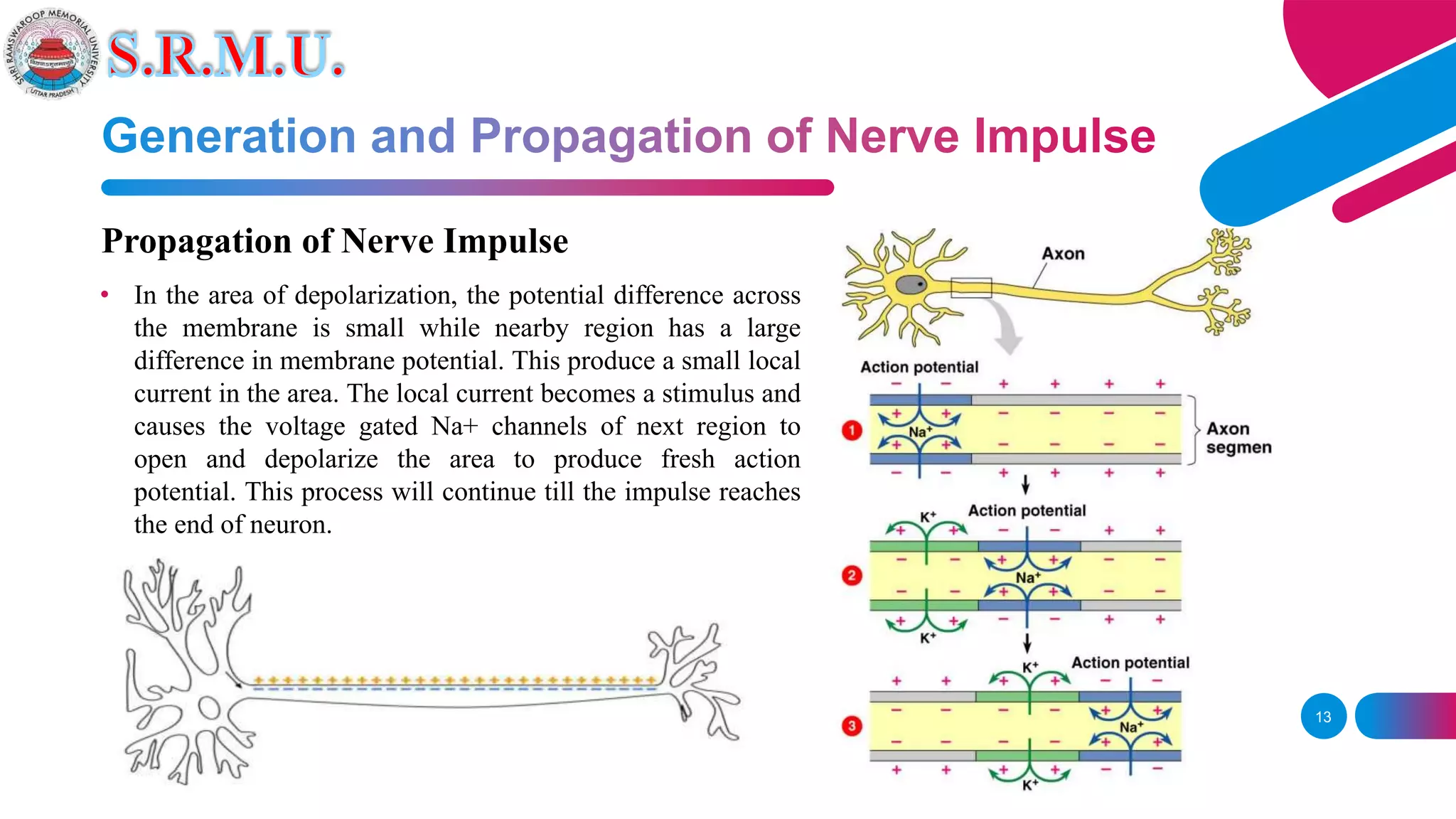 Mechanism of Generation and Propagation of Nerve Impulse.pptx