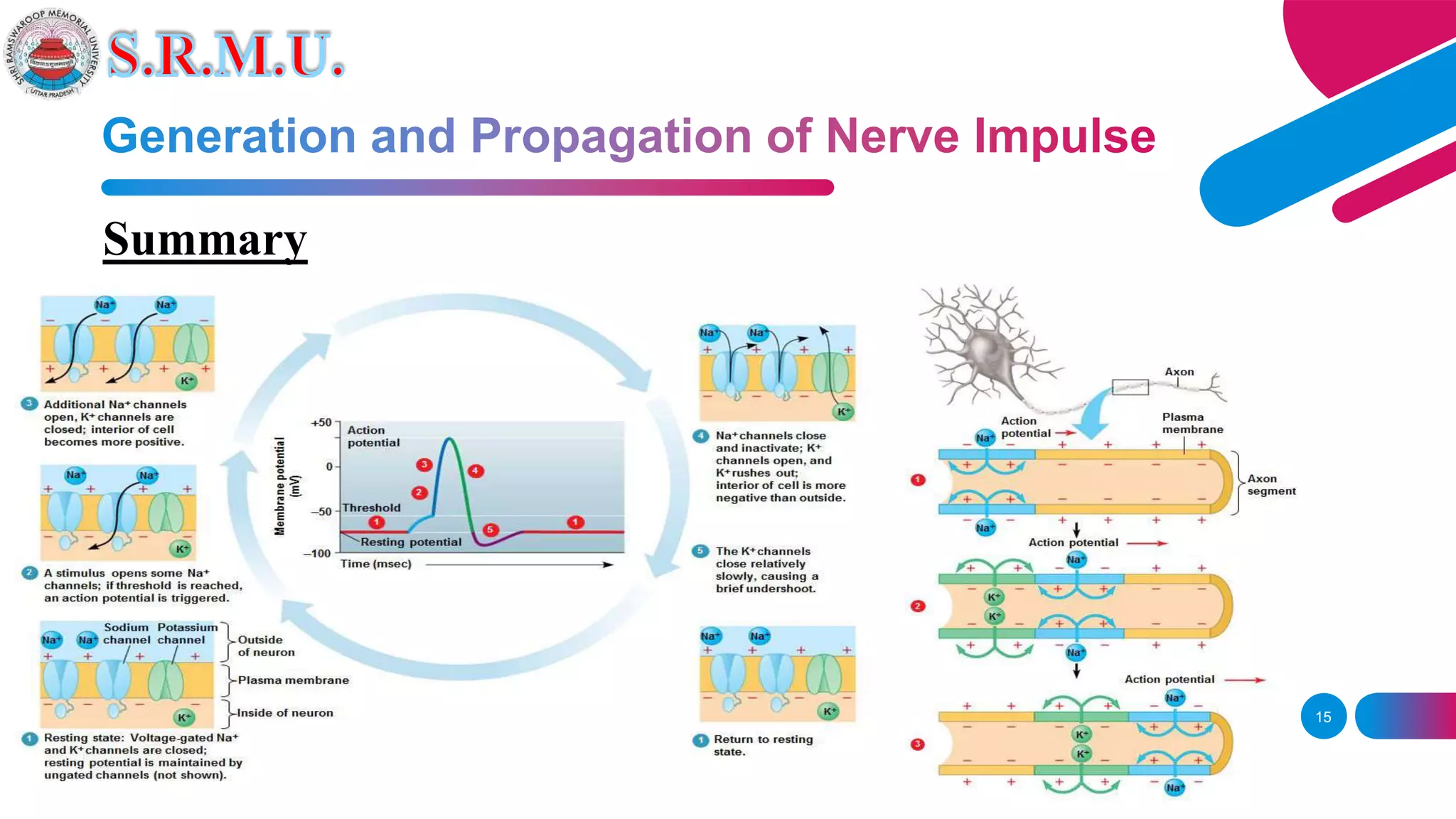 Mechanism of Generation and Propagation of Nerve Impulse.pptx