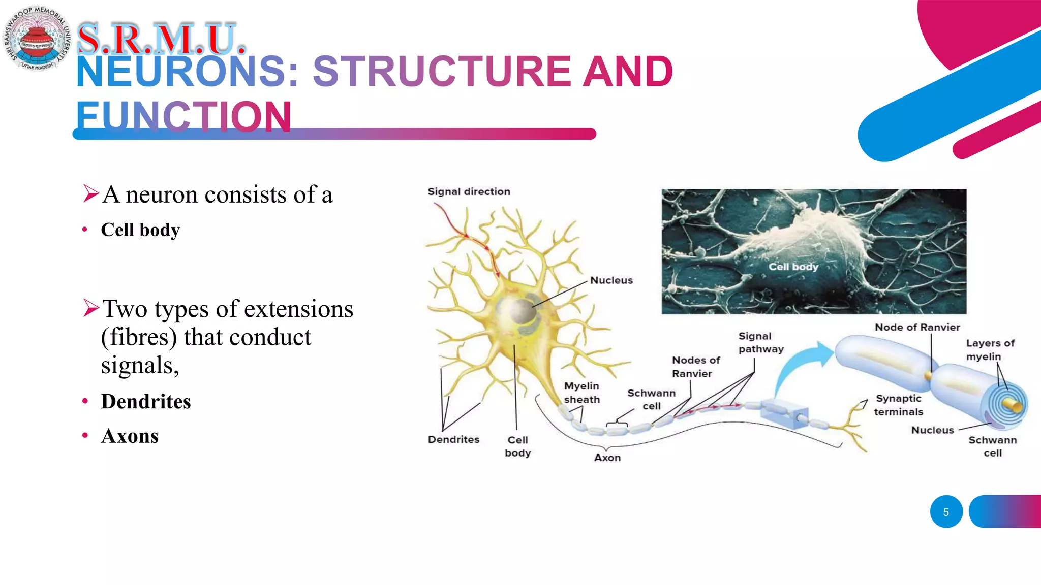 Mechanism of Generation and Propagation of Nerve Impulse.pptx