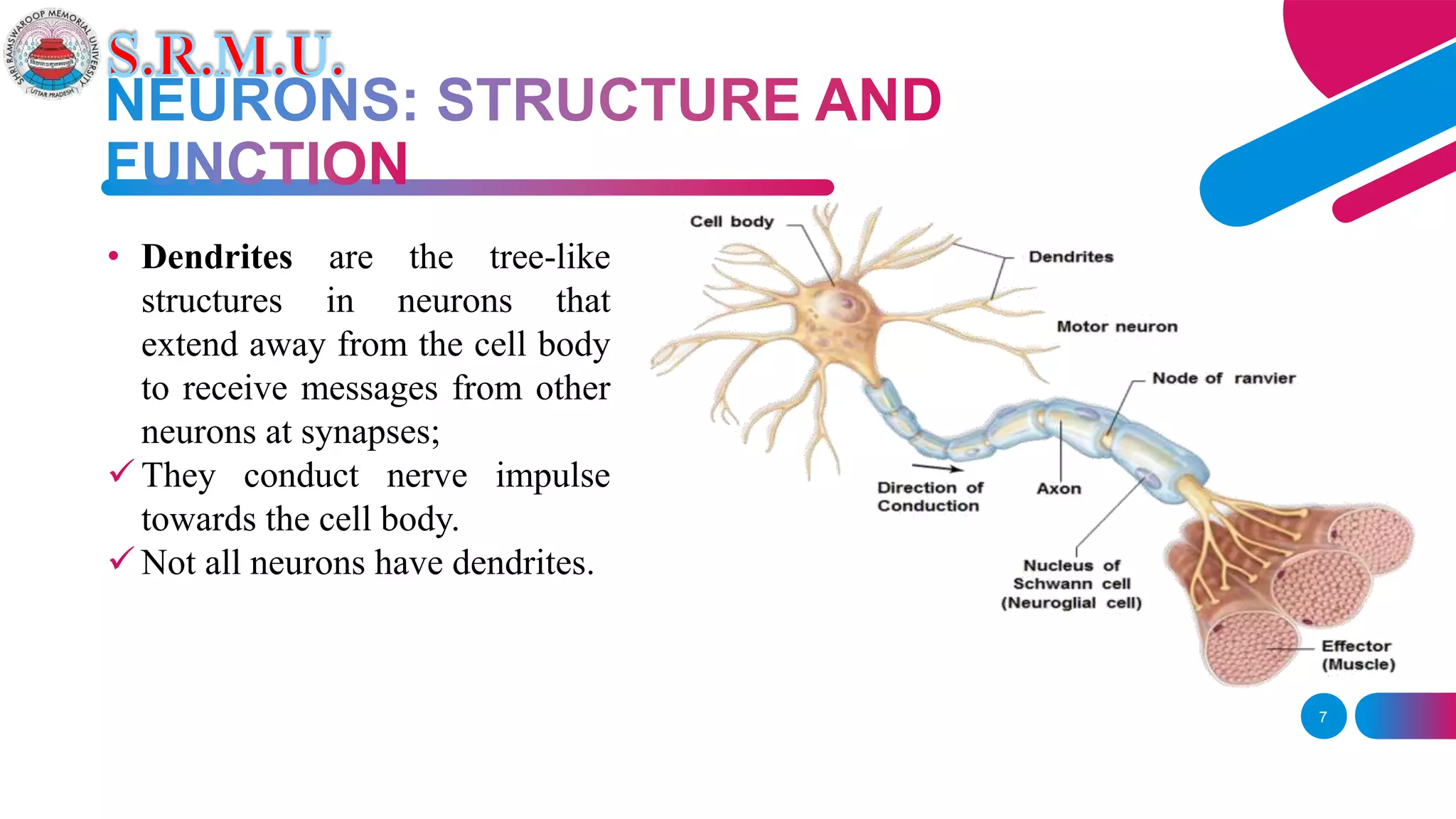 Mechanism of Generation and Propagation of Nerve Impulse.pptx