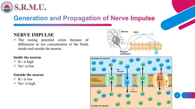 Mechanism of Generation and Propagation of Nerve Impulse.pptx | Biological Sciences | Science