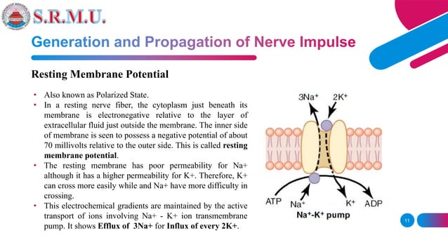 Mechanism of Generation and Propagation of Nerve Impulse.pptx ...