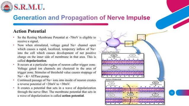 Mechanism of Generation and Propagation of Nerve Impulse.pptx | Biological Sciences | Science