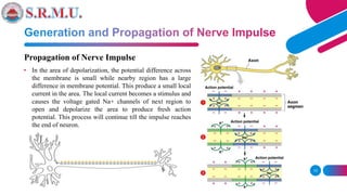 Mechanism of Generation and Propagation of Nerve Impulse.pptx